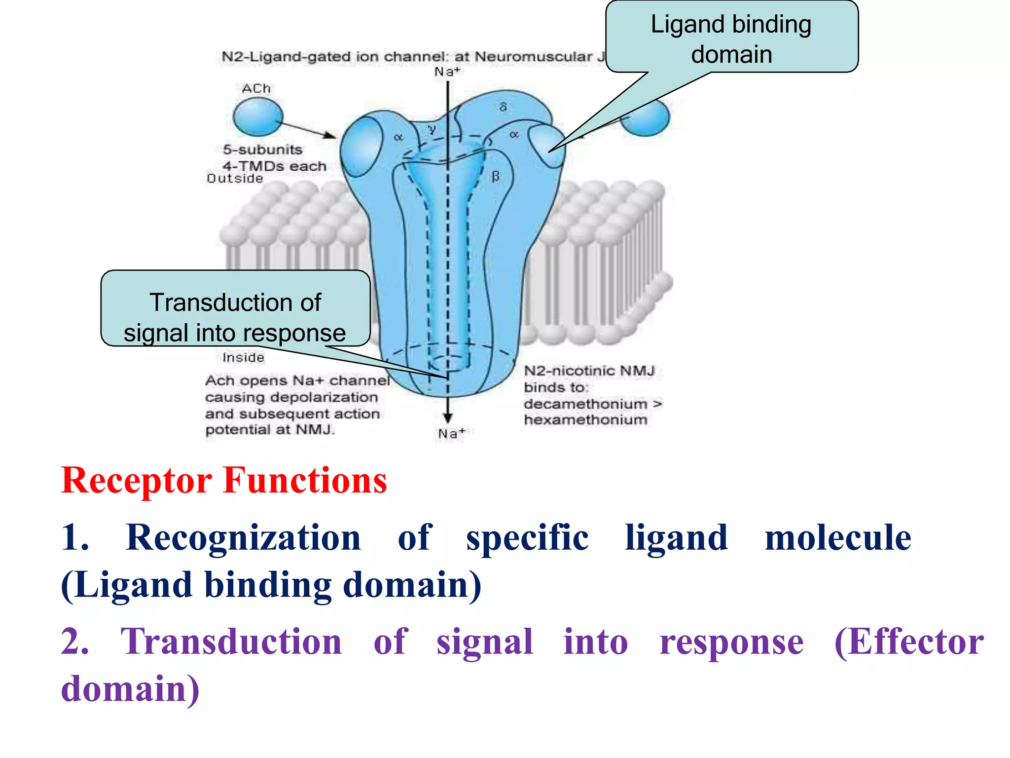 Pharmacodynamics.pptx