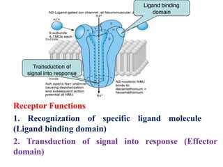 Pharmacodynamics.pptx