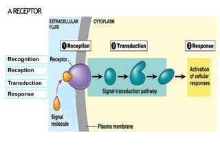 Pharmacodynamics.pptx