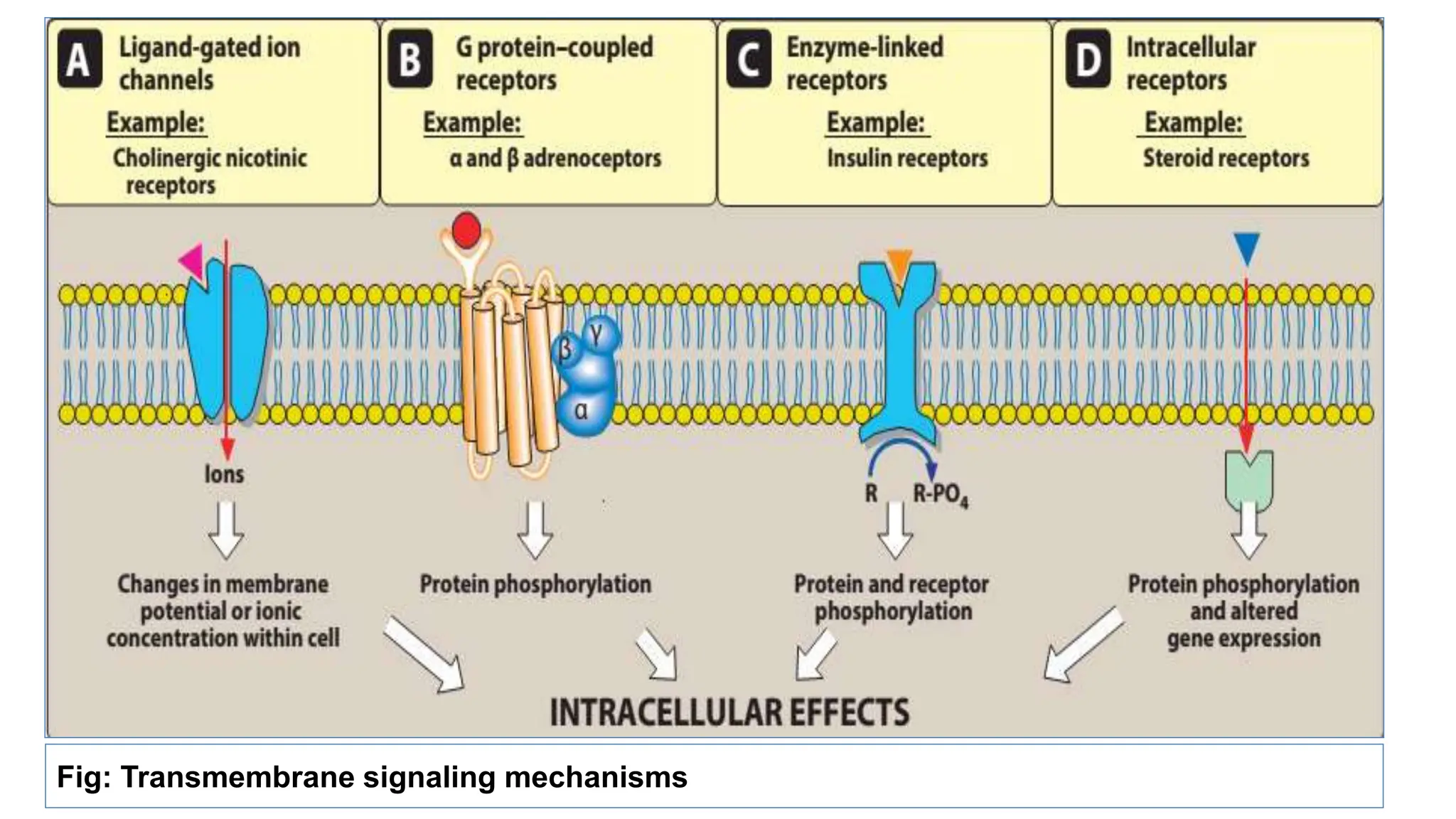 Pharmacodynamics, How drugs work and what does they do? .ppt
