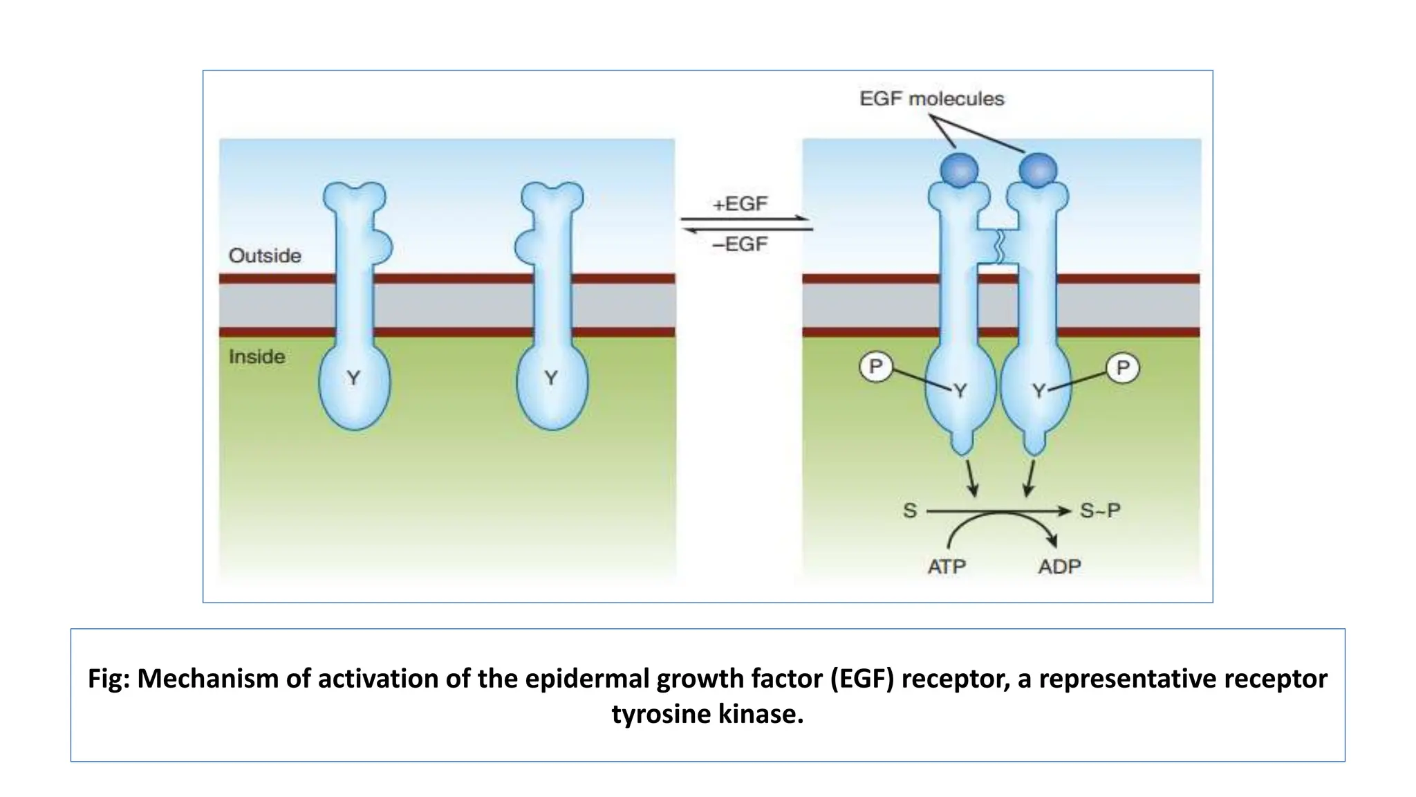 Pharmacodynamics, How drugs work and what does they do? .ppt