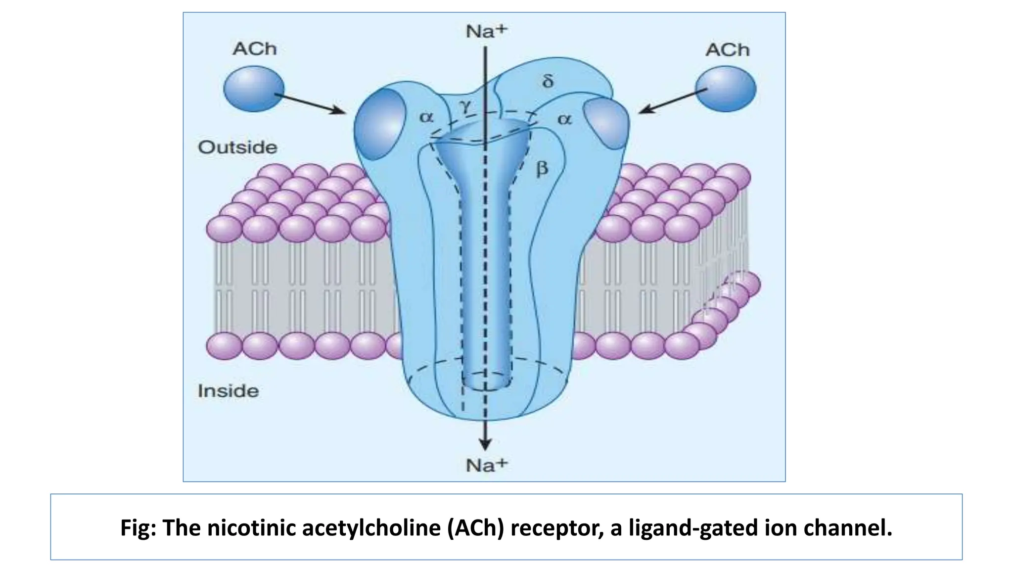 Pharmacodynamics, How drugs work and what does they do? .ppt