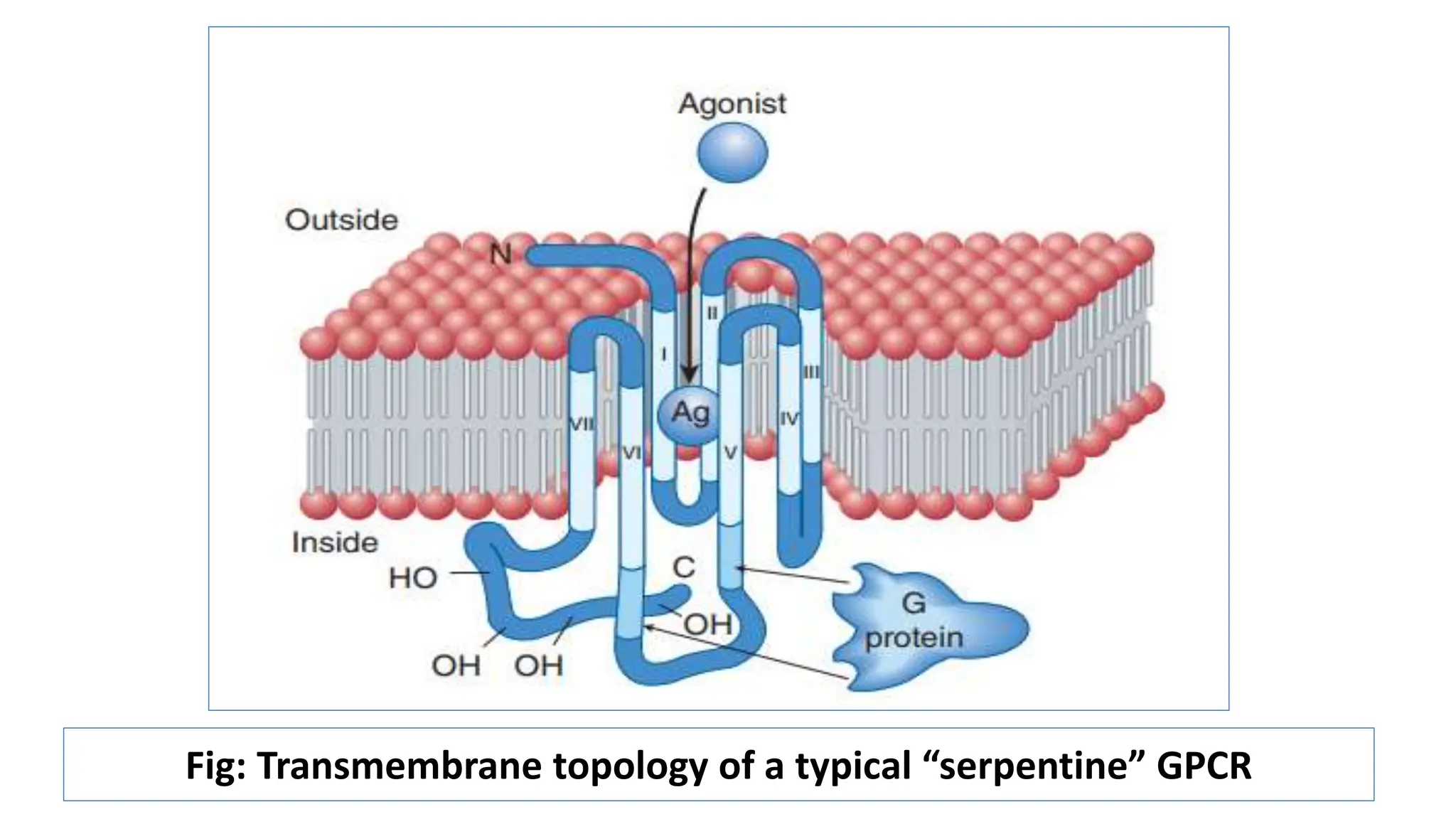 Pharmacodynamics, How drugs work and what does they do? .ppt