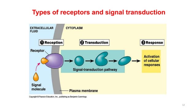 Pharmacodynamics, How drugs work and what does they do? .ppt