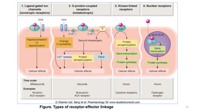 Pharmacodynamics, How drugs work and what does they do? .ppt