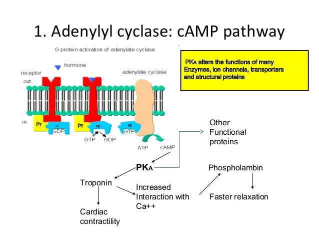 Pharmacodynamics (Mechanisn of drug action)
