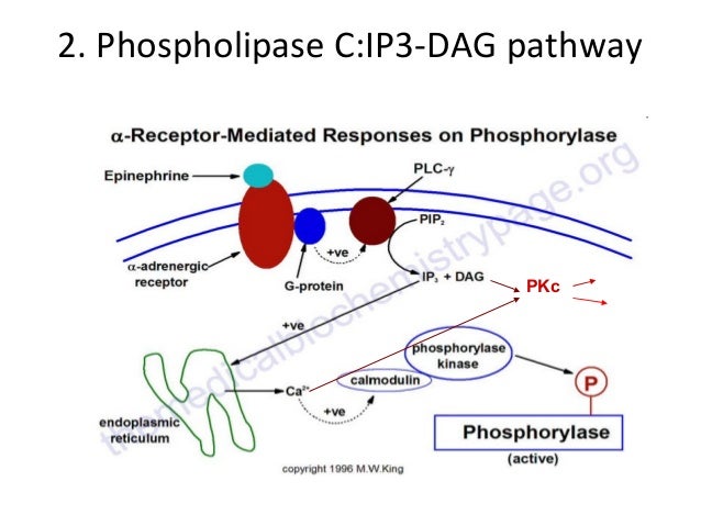 Pharmacodynamics (Mechanisn of drug action)