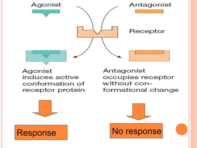 Pharmacodynamics | PPTX | Chemistry | Science