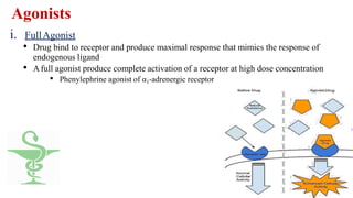 pharmacodynamics 6.pptx