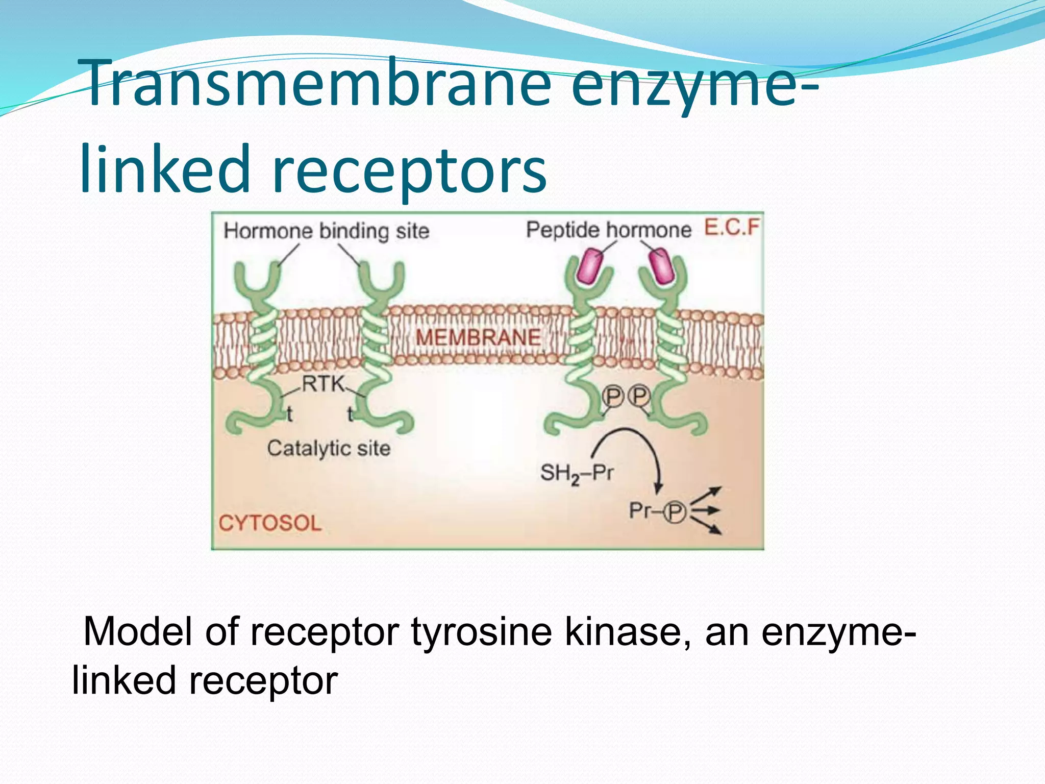 pharmacodynamics I.pptx
