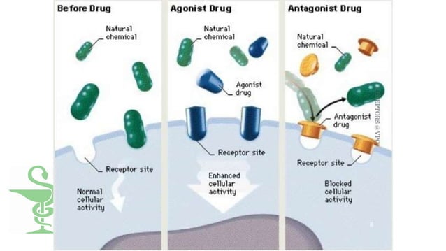 Pharmacodynamics, mechanism of drug action | PPTX