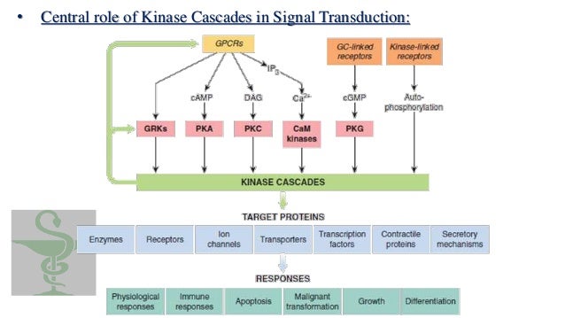 Pharmacodynamics, mechanism of drug action