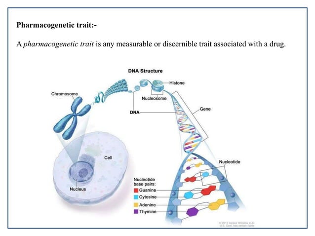 Pharmacogenetics | PPTX