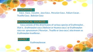 PHARMACOGNOSTICAL STUDY OF COCA LEAVES.pptx