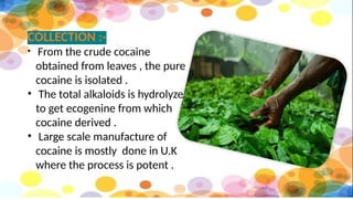 PHARMACOGNOSTICAL STUDY OF COCA LEAVES.pptx