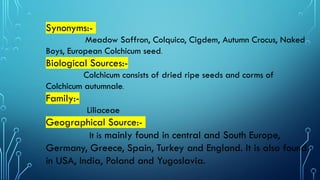 PHARMACOGNOSTICAL STUDY OF COLCHICUM.pptx