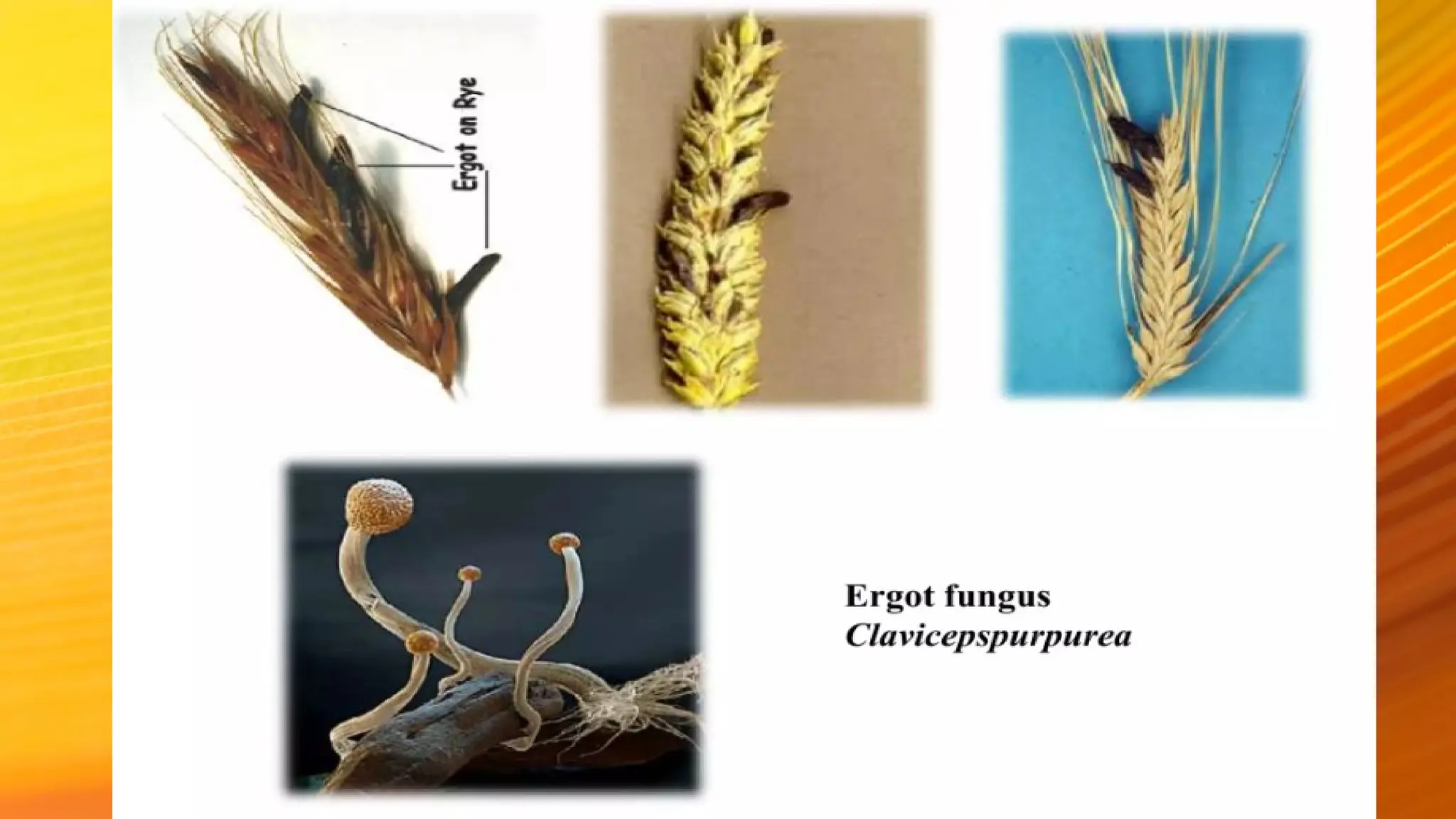 PHARMACOGNOSTICAL STUDY OF ERGOT (INDOLE ALKAOIDS ).pptx