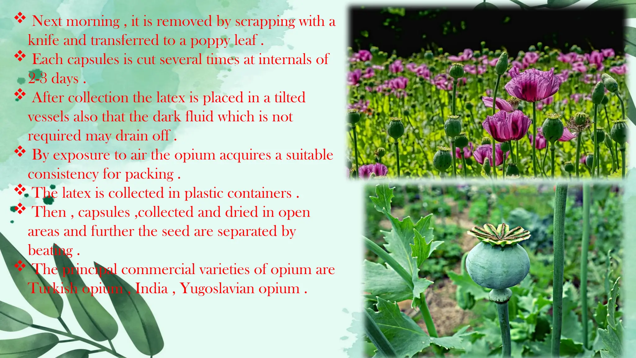 Pharmacognostical study of opium complete notes.pptx