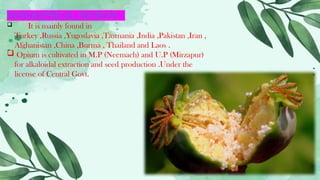 Pharmacognostical study of opium complete notes.pptx