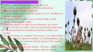 Pharmacognostical study of opium complete notes.pptx