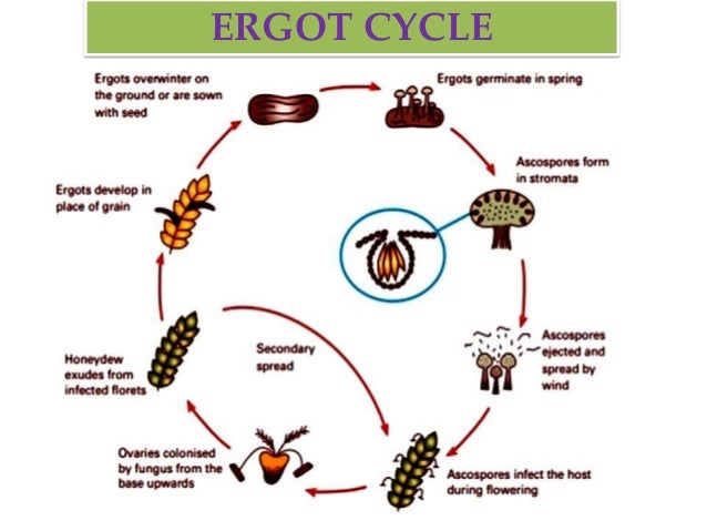 Pharmacognosy and Phytochemistry