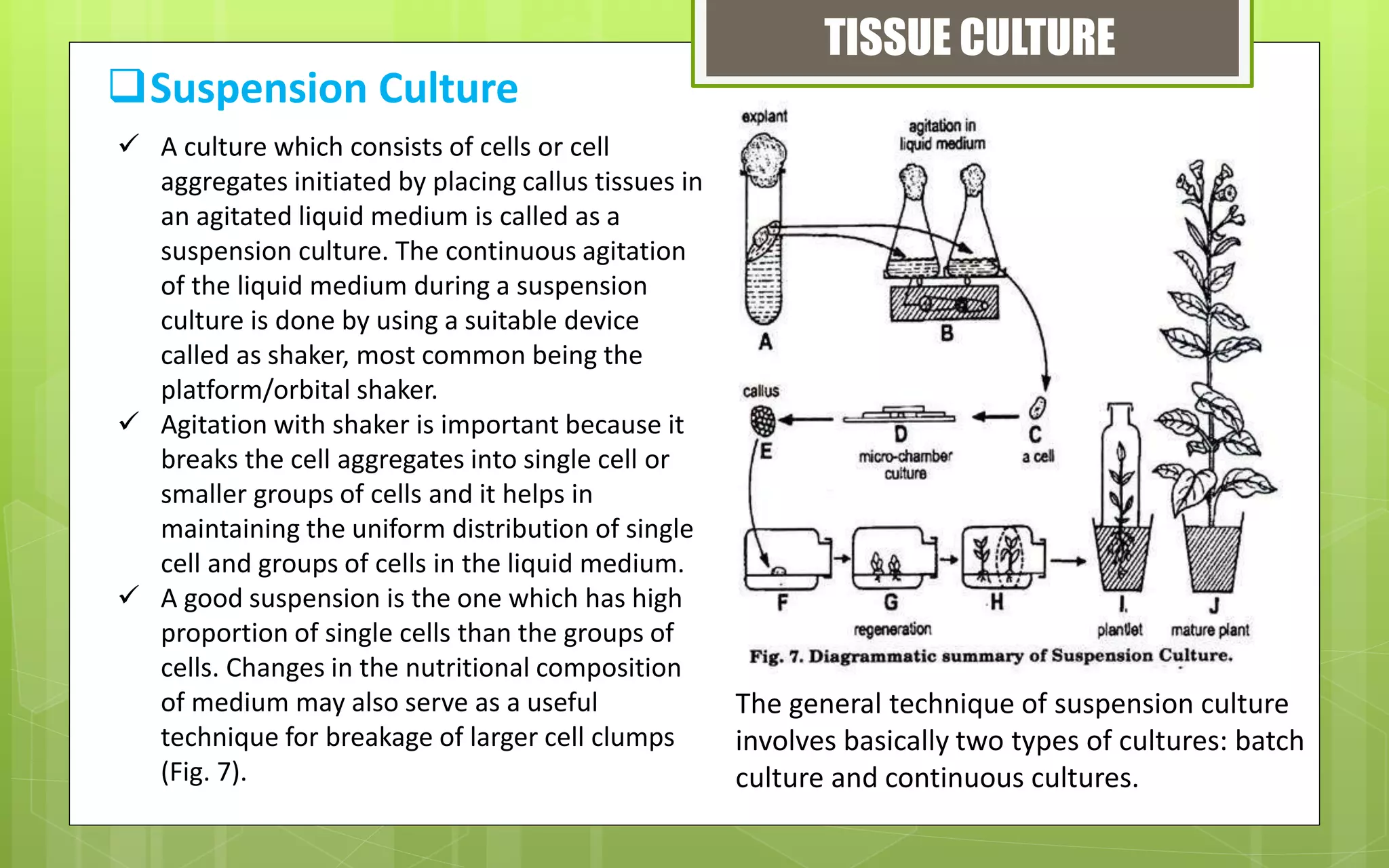 Plant Tissue Culture Complete Presentation | PPTX