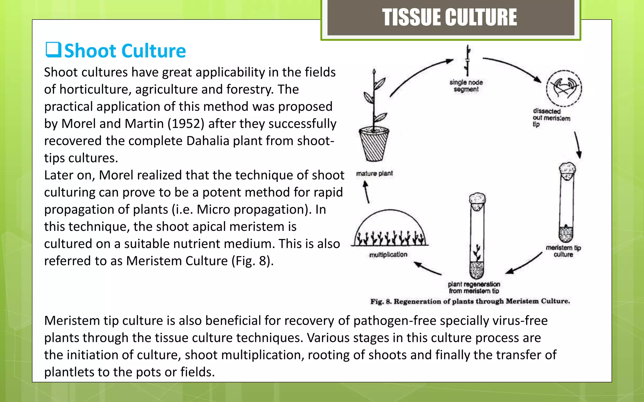 Plant Tissue Culture Complete Presentation | PPTX