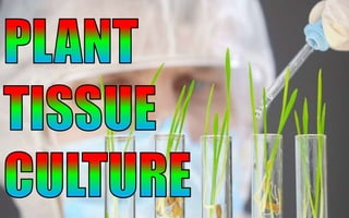 Plant Tissue Culture Complete Presentation | PPTX