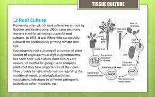 Plant Tissue Culture Complete Presentation | PPTX
