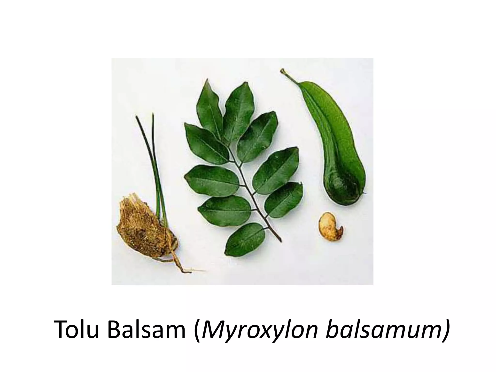 PHARMACOGNOSY - BALSAMS | PPTX