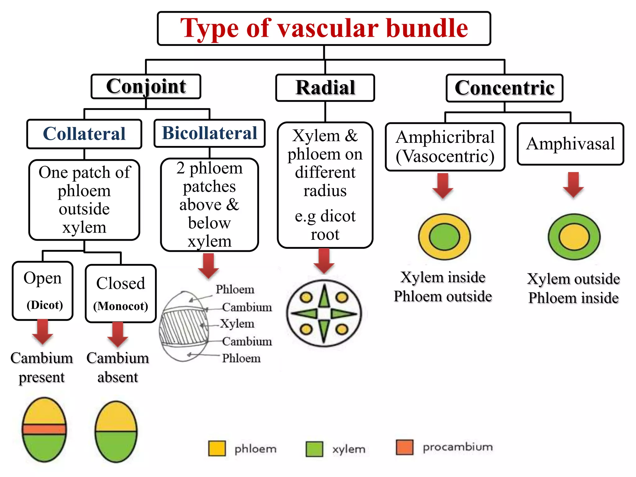 Subterranean Organs | PPTX