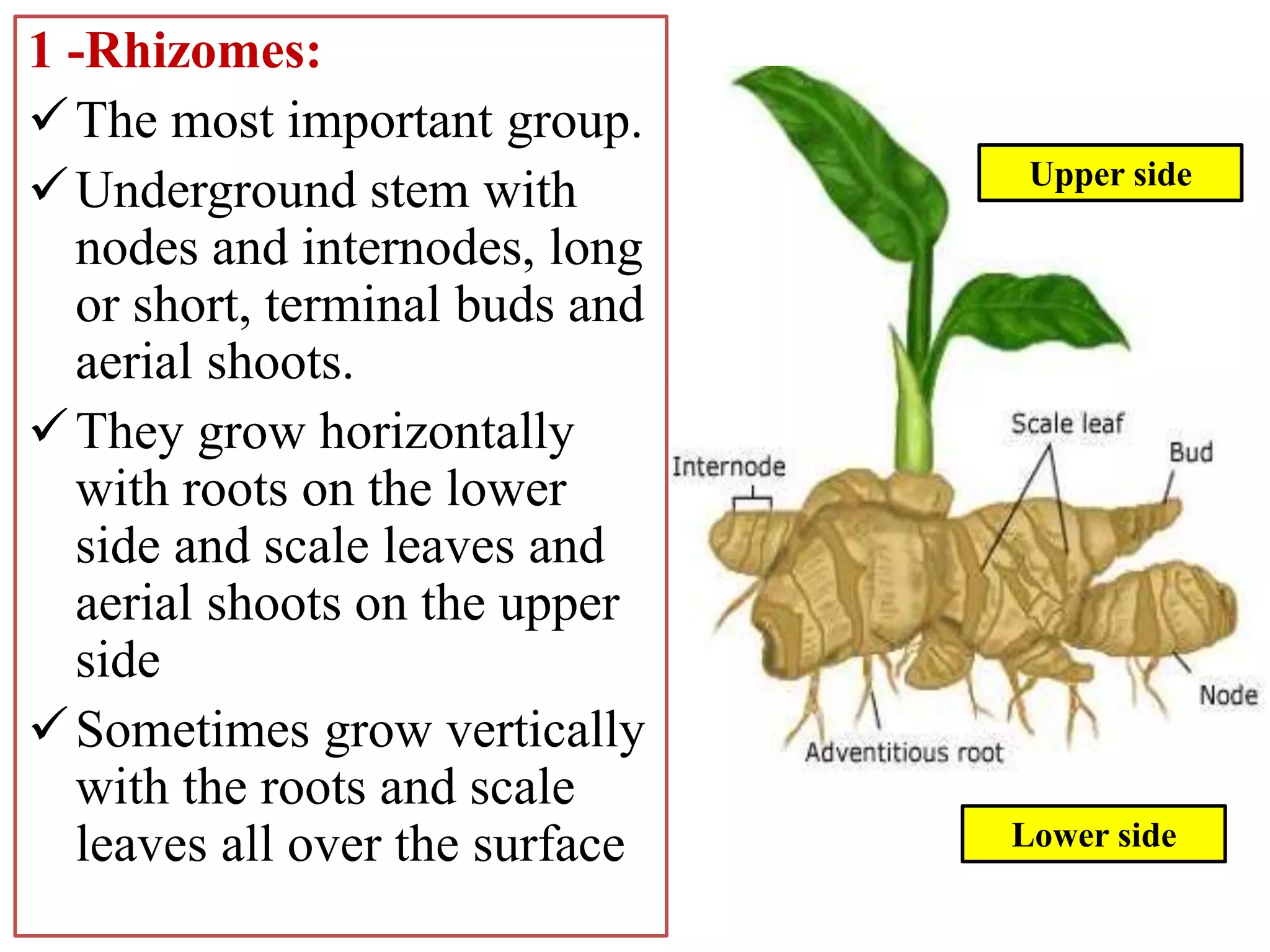 Subterranean Organs | PPTX