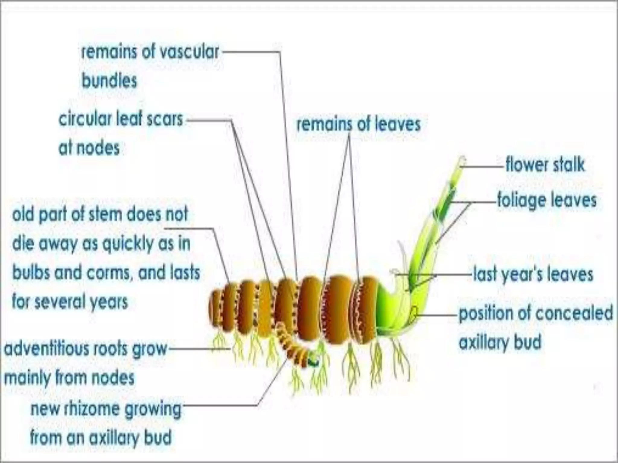 Subterranean Organs | PPTX