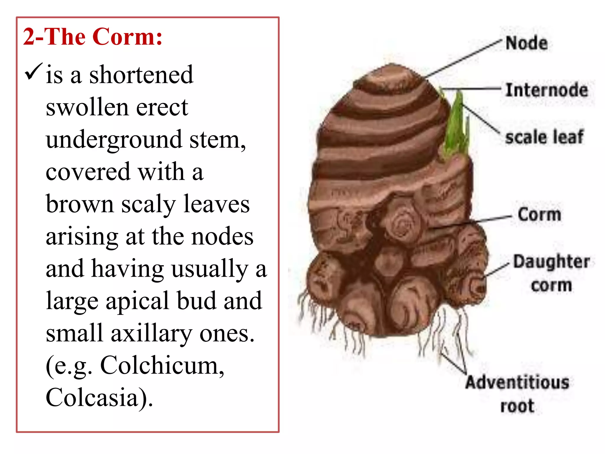 Subterranean Organs | PPTX