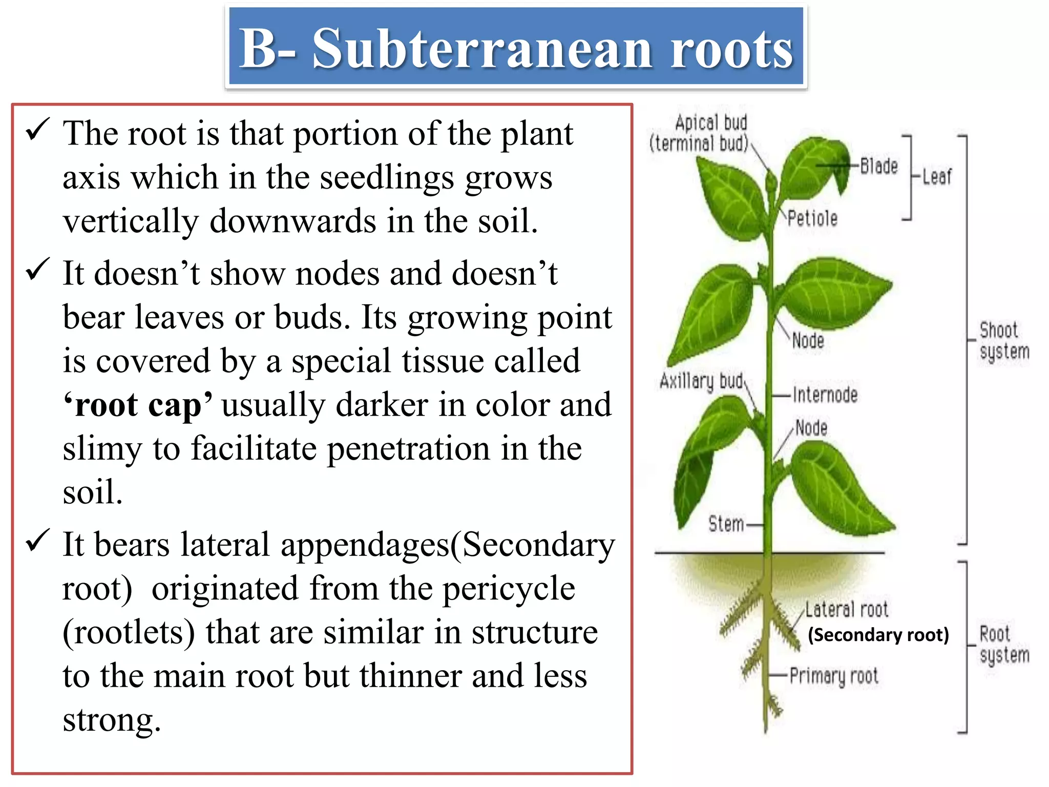 Subterranean Organs | PPTX