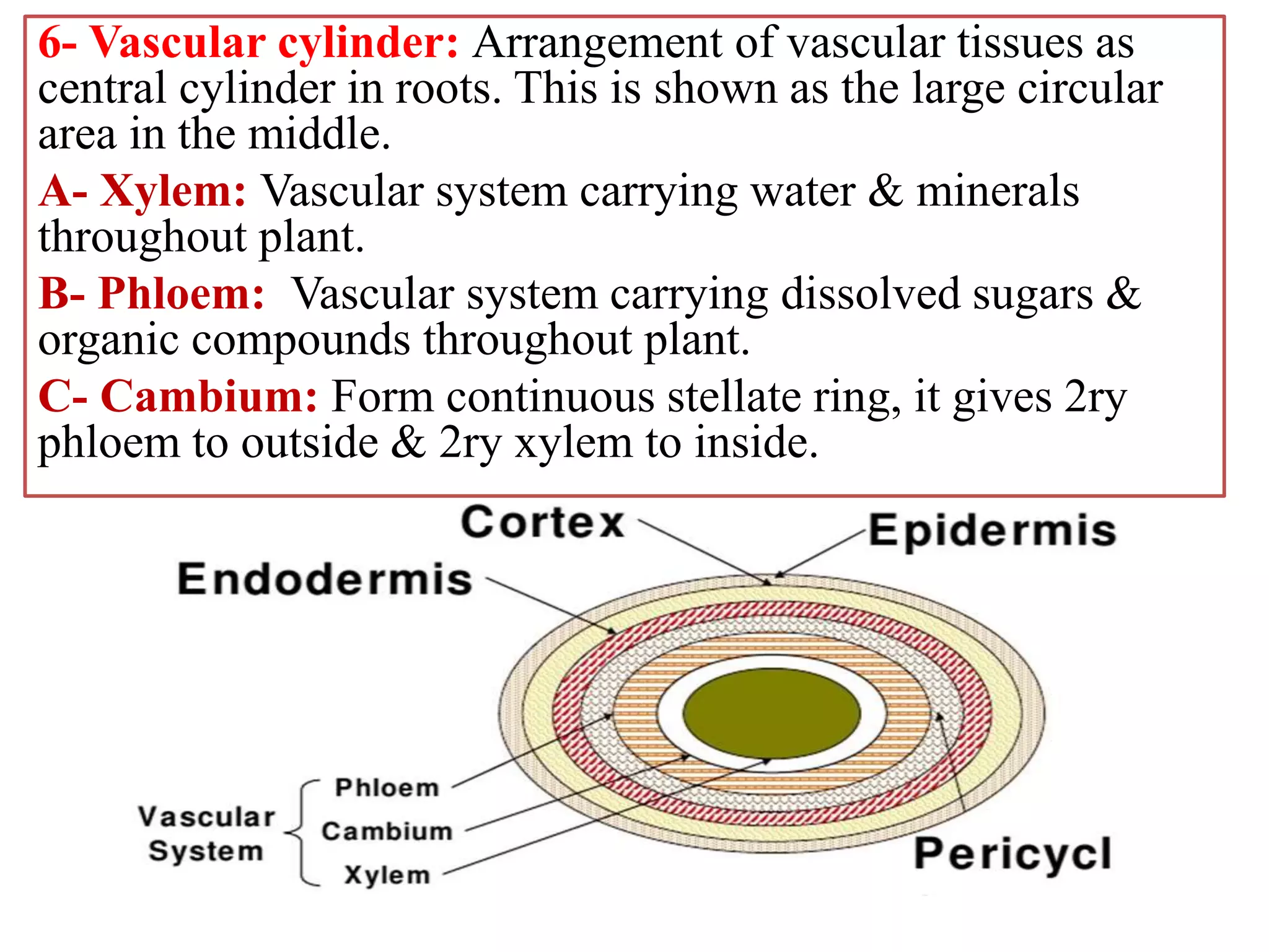 Subterranean Organs | PPTX