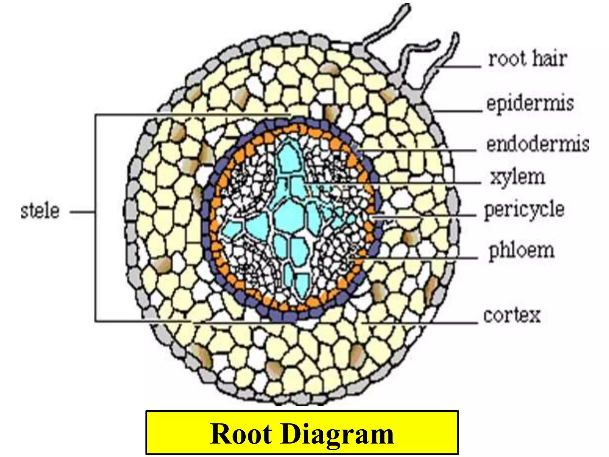 Subterranean Organs | PPTX