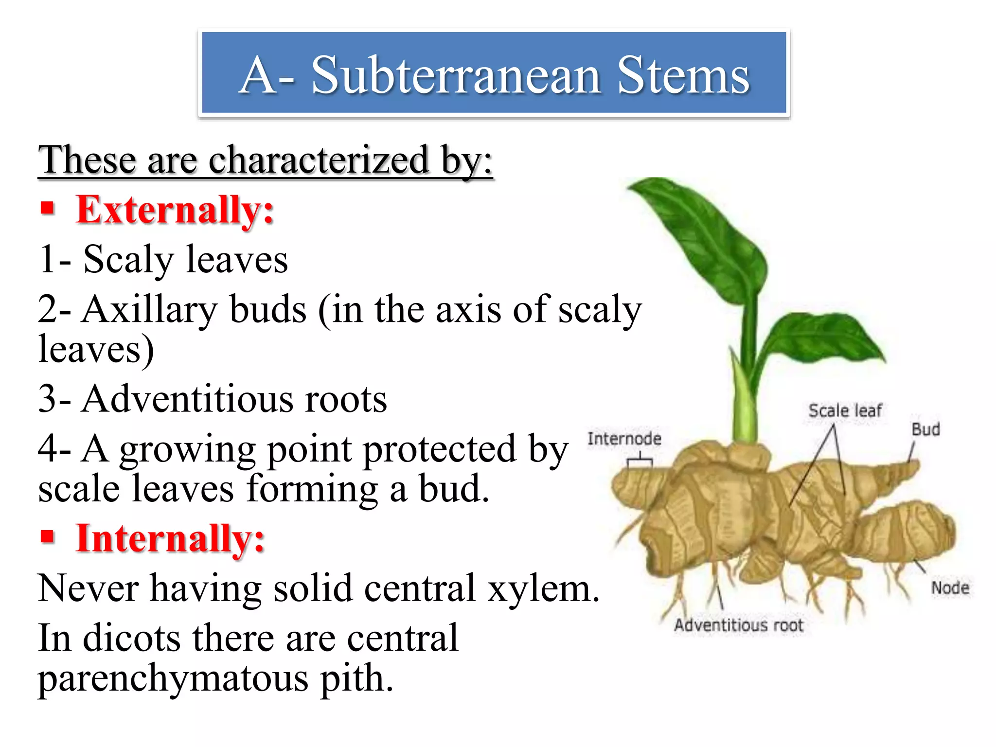 Subterranean Organs | PPTX