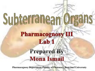 Subterranean Organs | PPTX