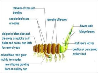 Subterranean Organs | PPTX