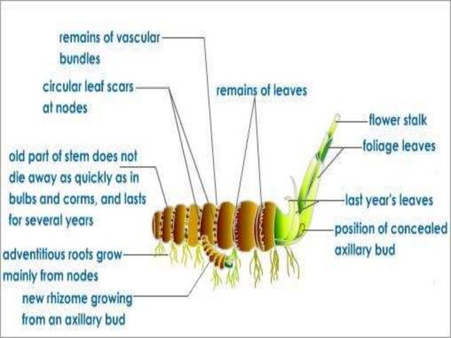 Subterranean Organs | PPTX | Gardening | Home & Garden