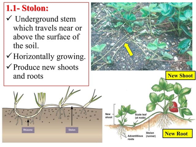 Subterranean Organs | PPTX | Gardening | Home & Garden