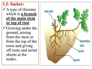 Subterranean Organs | PPTX