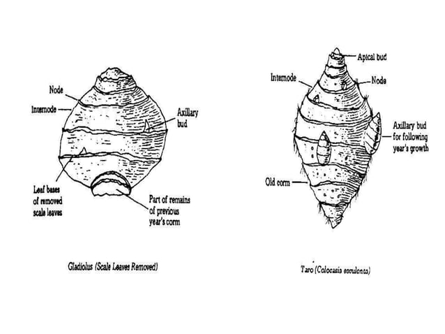 Subterranean Organs | PPTX | Gardening | Home & Garden