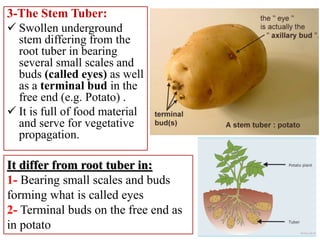 Subterranean Organs | PPTX