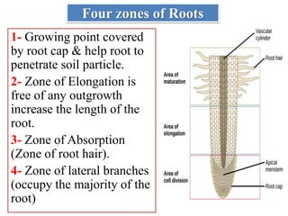 Subterranean Organs | PPTX