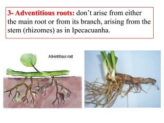 Subterranean Organs | PPTX