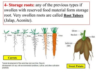 Subterranean Organs | PPTX