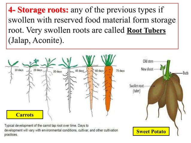 Subterranean Organs | PPTX | Gardening | Home & Garden