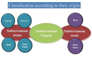 Subterranean Organs | PPTX